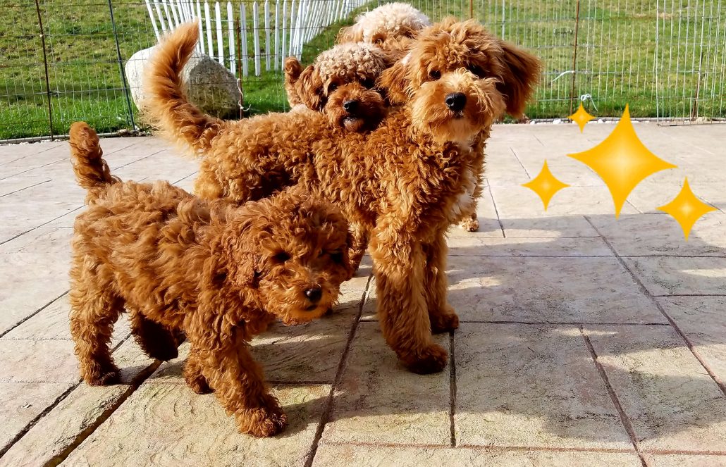 Seattle Goldendoodles