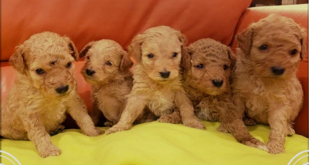Sires | Seattle Goldendoodles