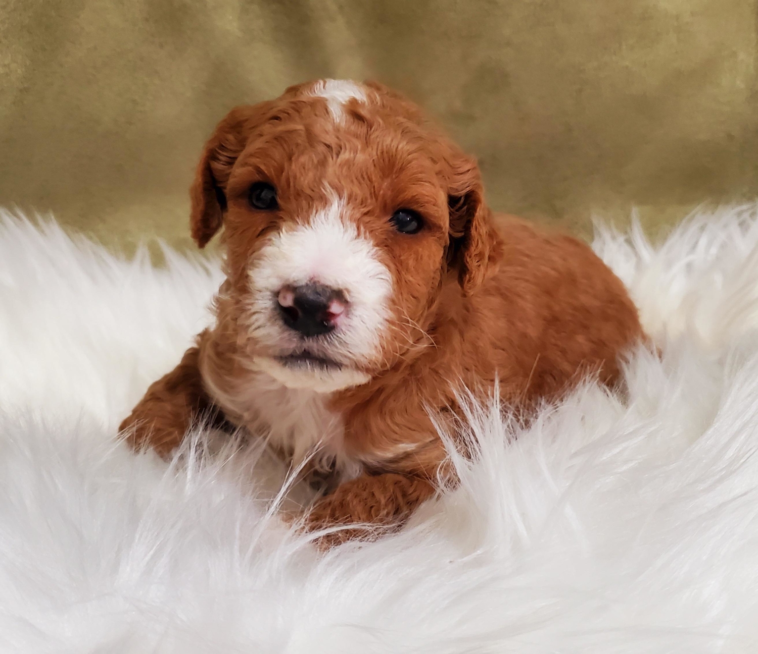 Seattle Goldendoodles