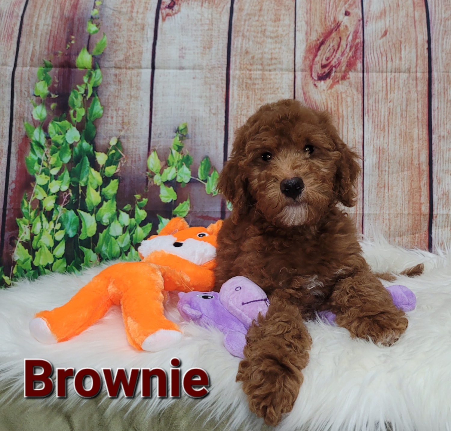 Contact us | Seattle Goldendoodles