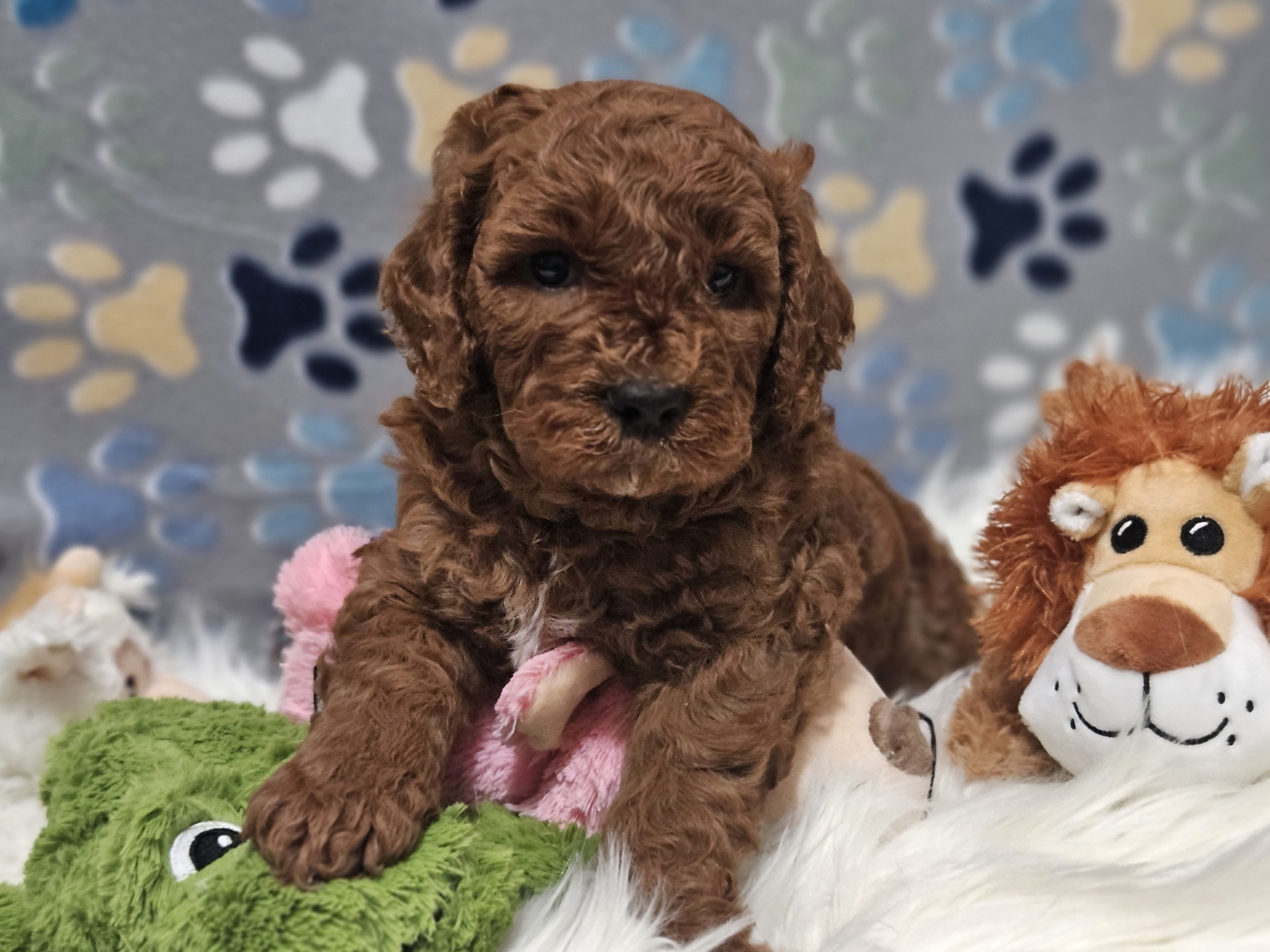 Seattle Goldendoodles