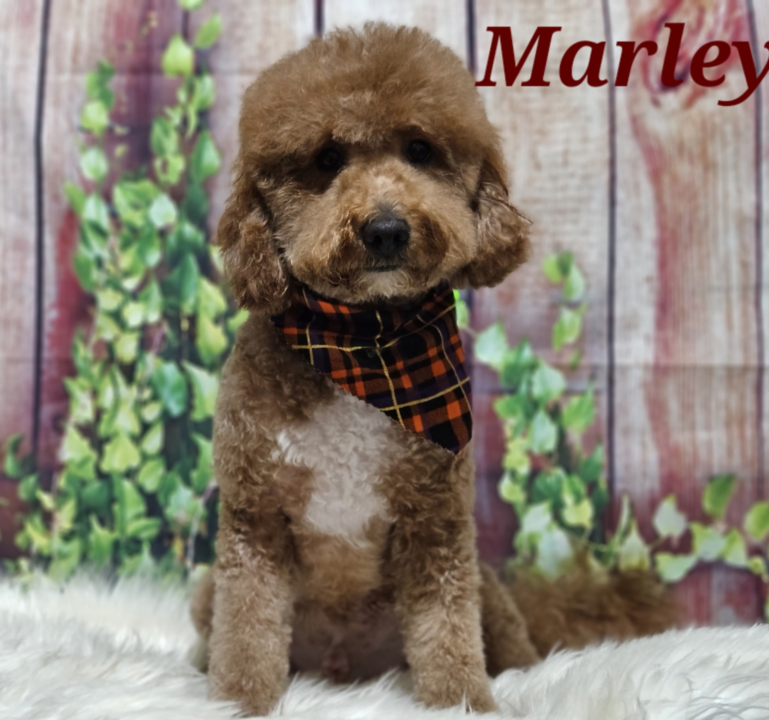 Current litters/Available puppies | Seattle Goldendoodles