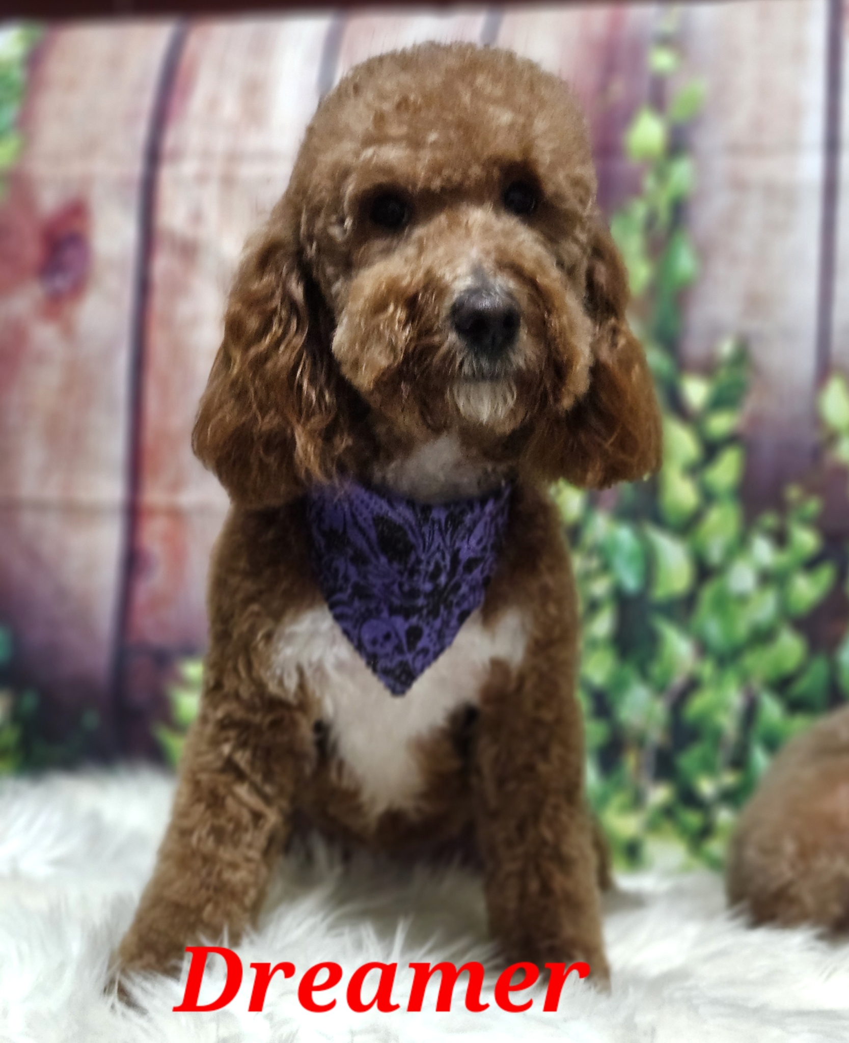 Current litters/Available puppies | Seattle Goldendoodles