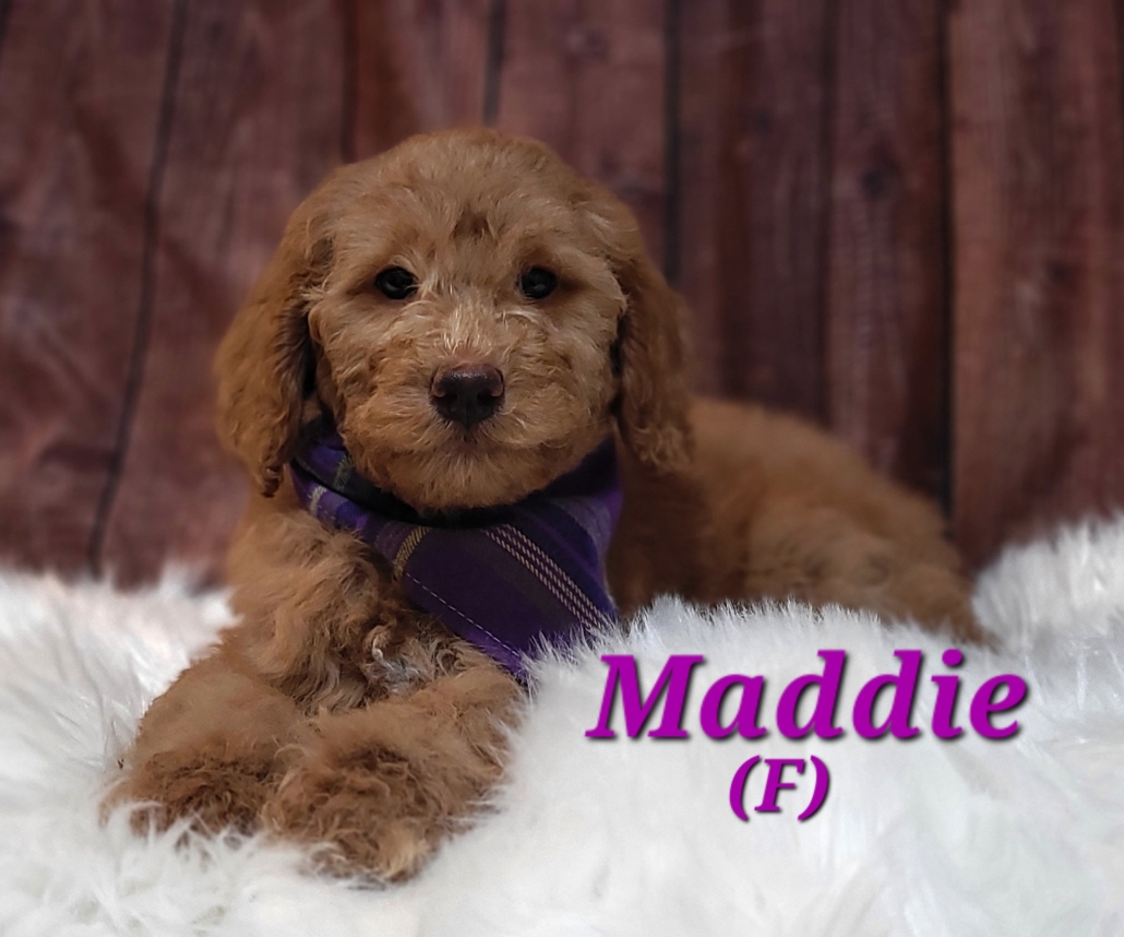 Current litters/Available puppies | Seattle Goldendoodles