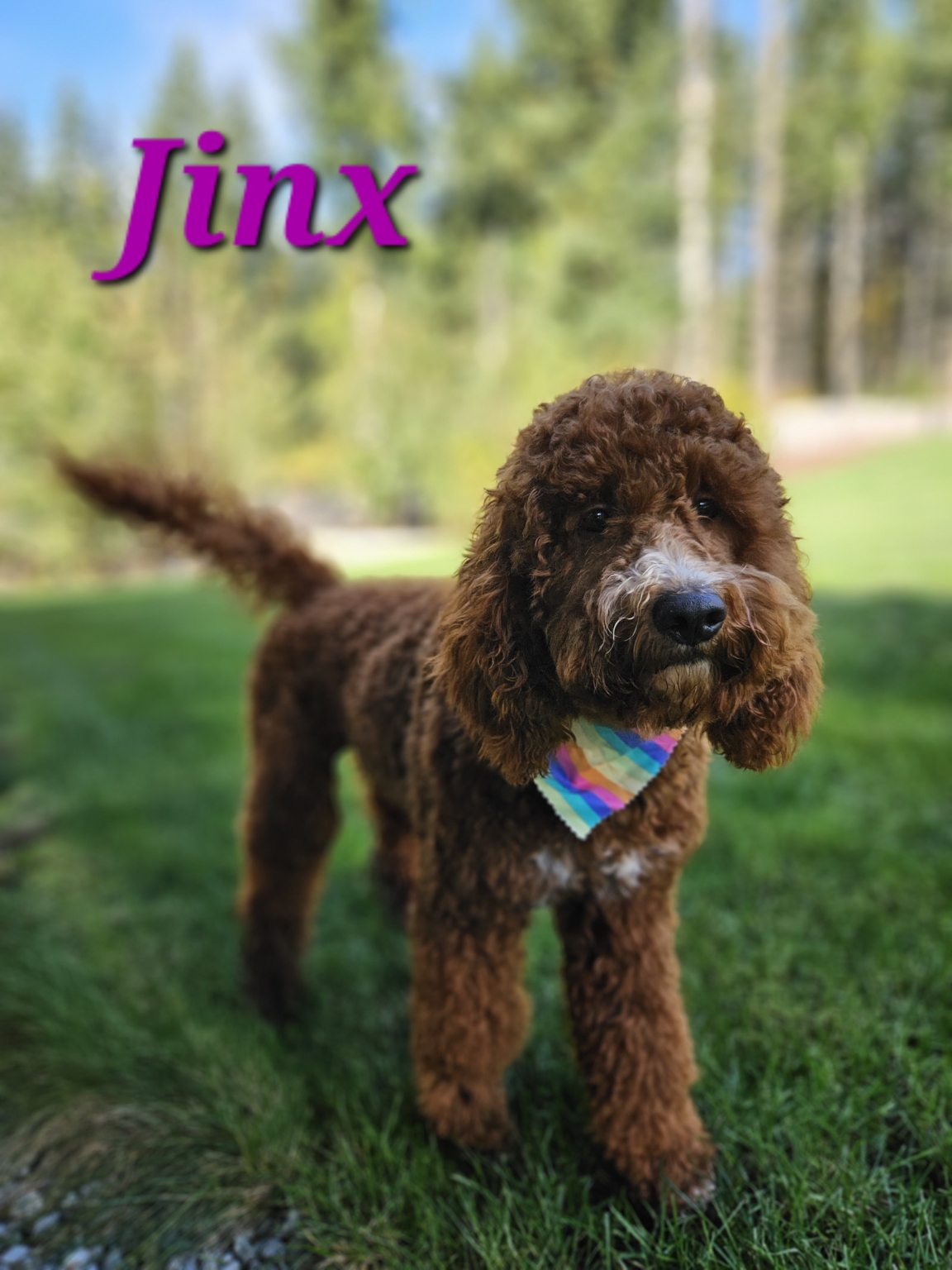 Current litters/Available puppies | Seattle Goldendoodles