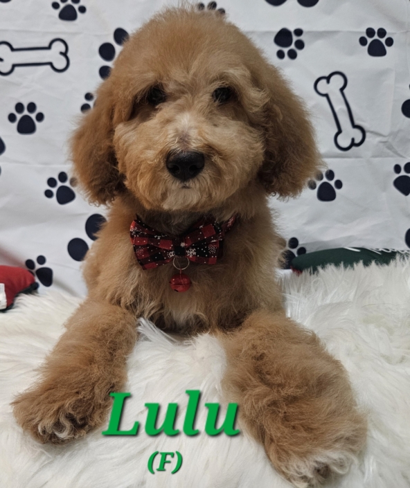 Current litters/Available puppies | Seattle Goldendoodles