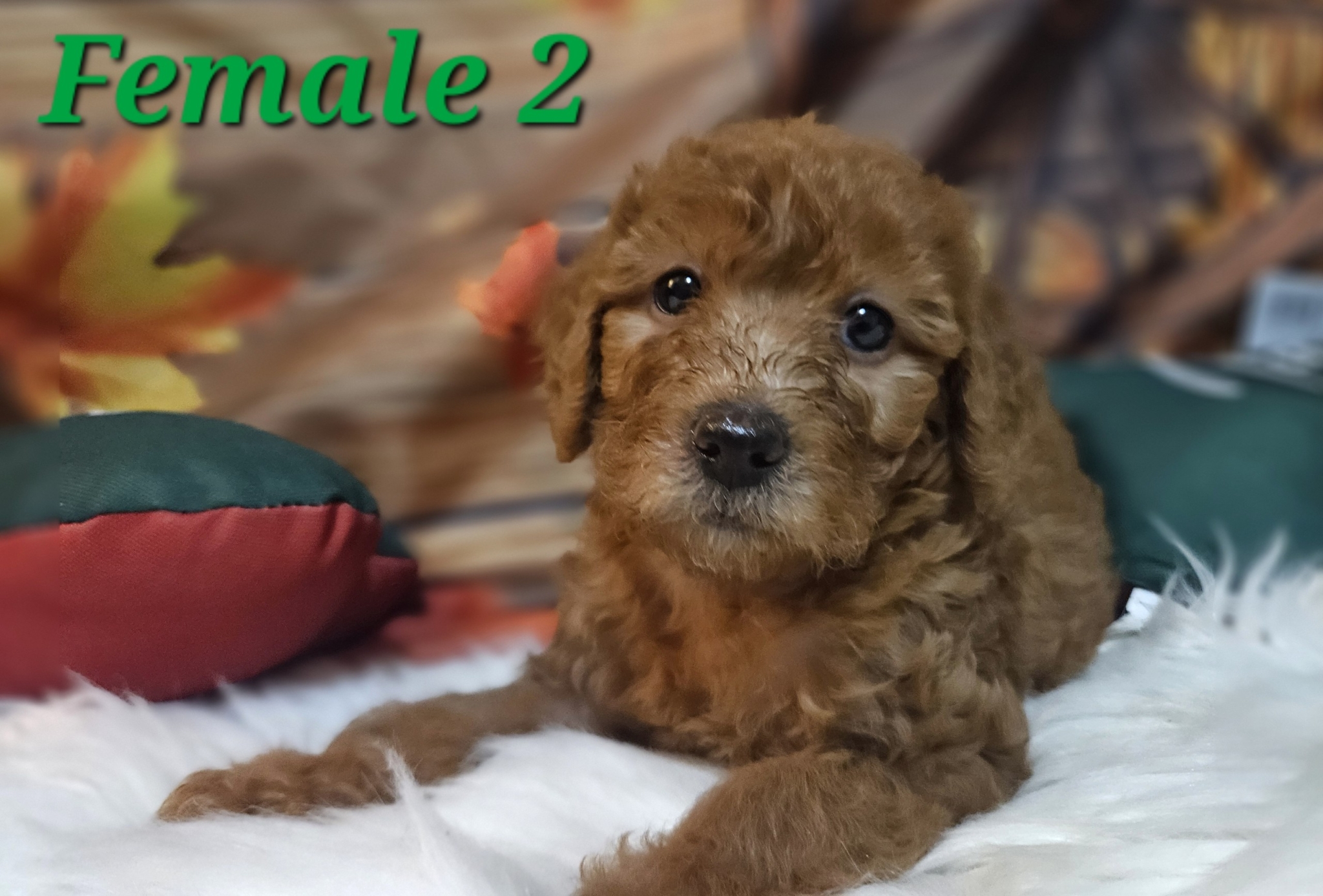Current litters/Available puppies | Seattle Goldendoodles