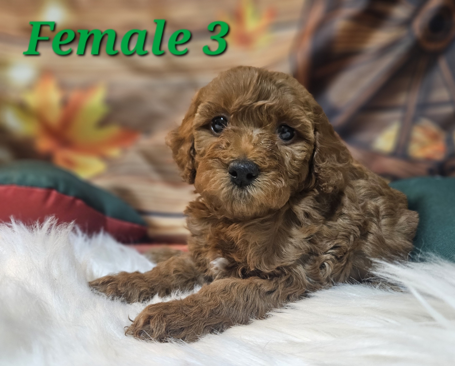 Current litters/Available puppies | Seattle Goldendoodles