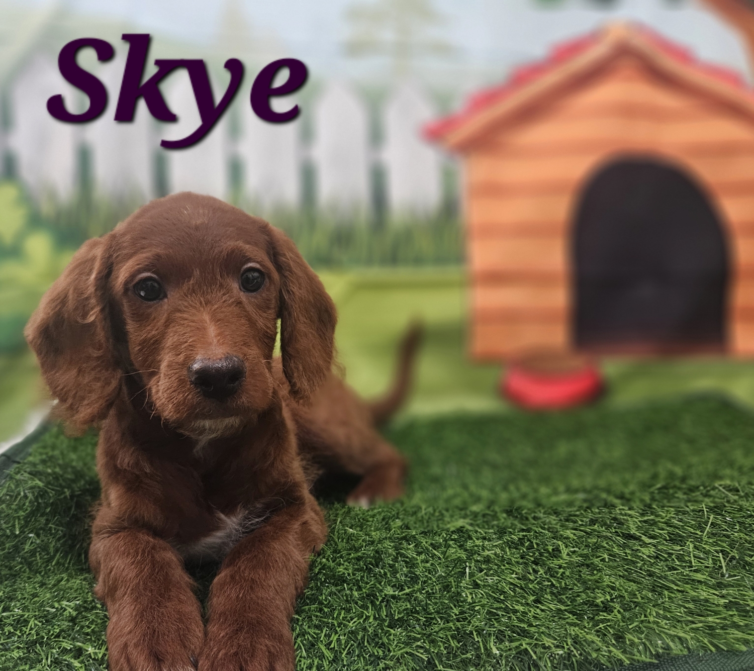 Current litters/Available puppies | Seattle Goldendoodles