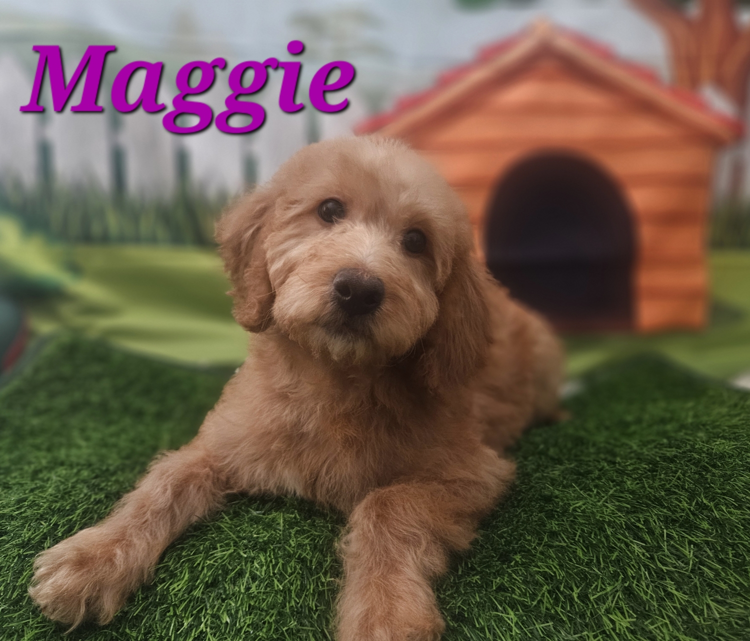 Current litters/Available puppies | Seattle Goldendoodles
