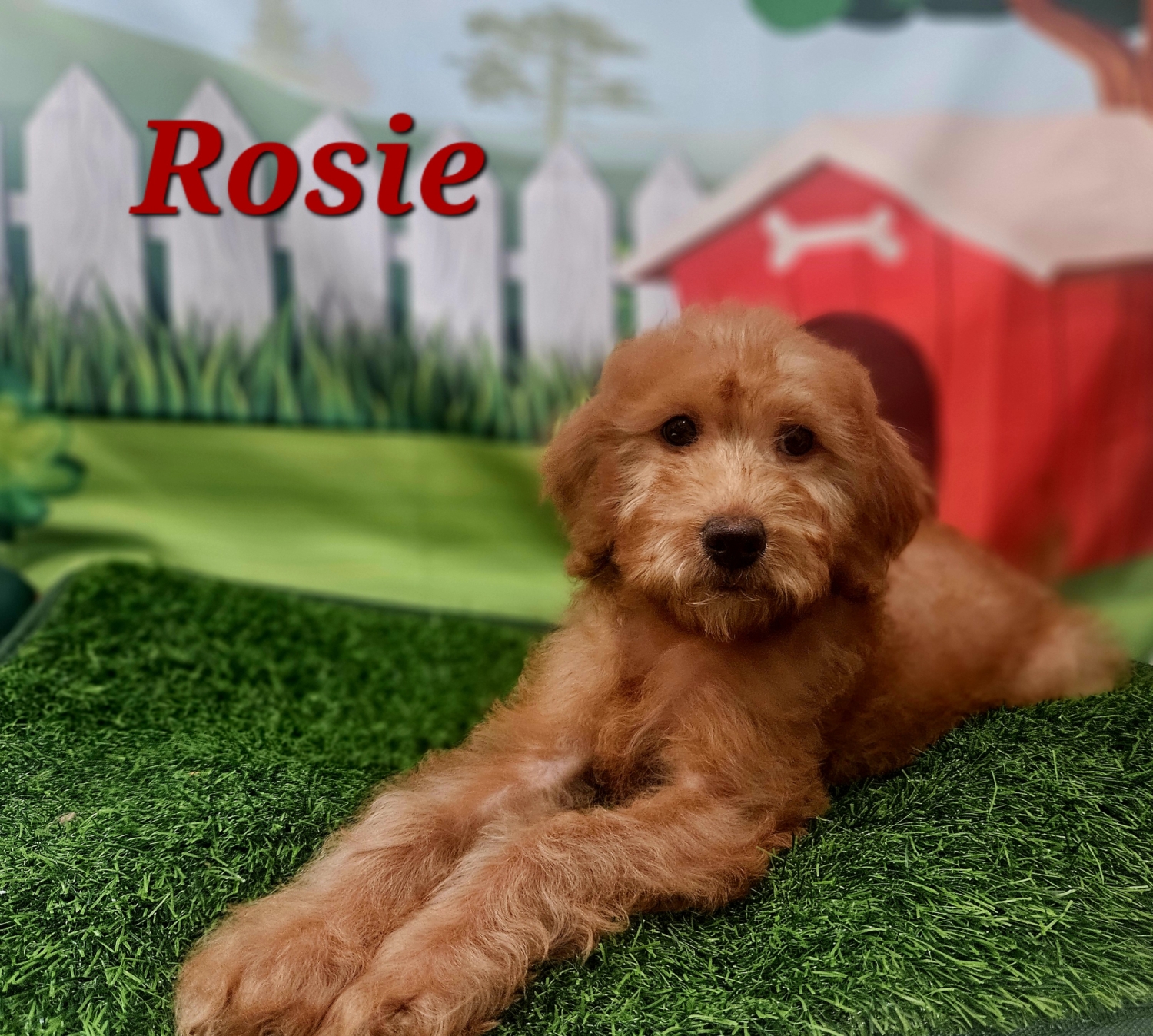 Current litters/Available puppies | Seattle Goldendoodles