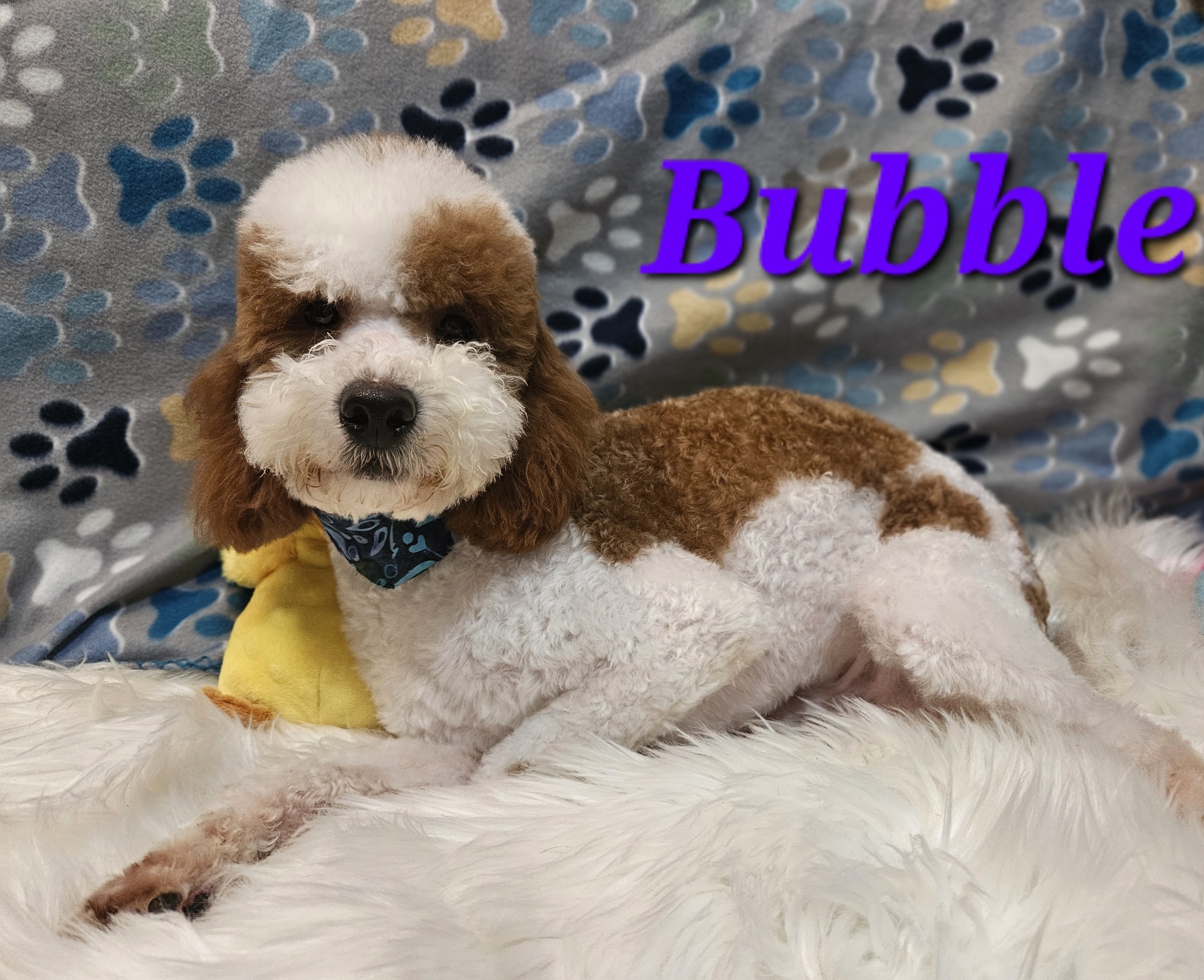 Current litters/Available puppies | Seattle Goldendoodles