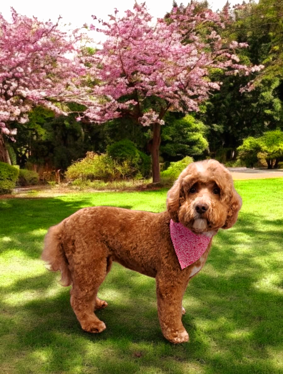 Current litters/Available puppies | Seattle Goldendoodles