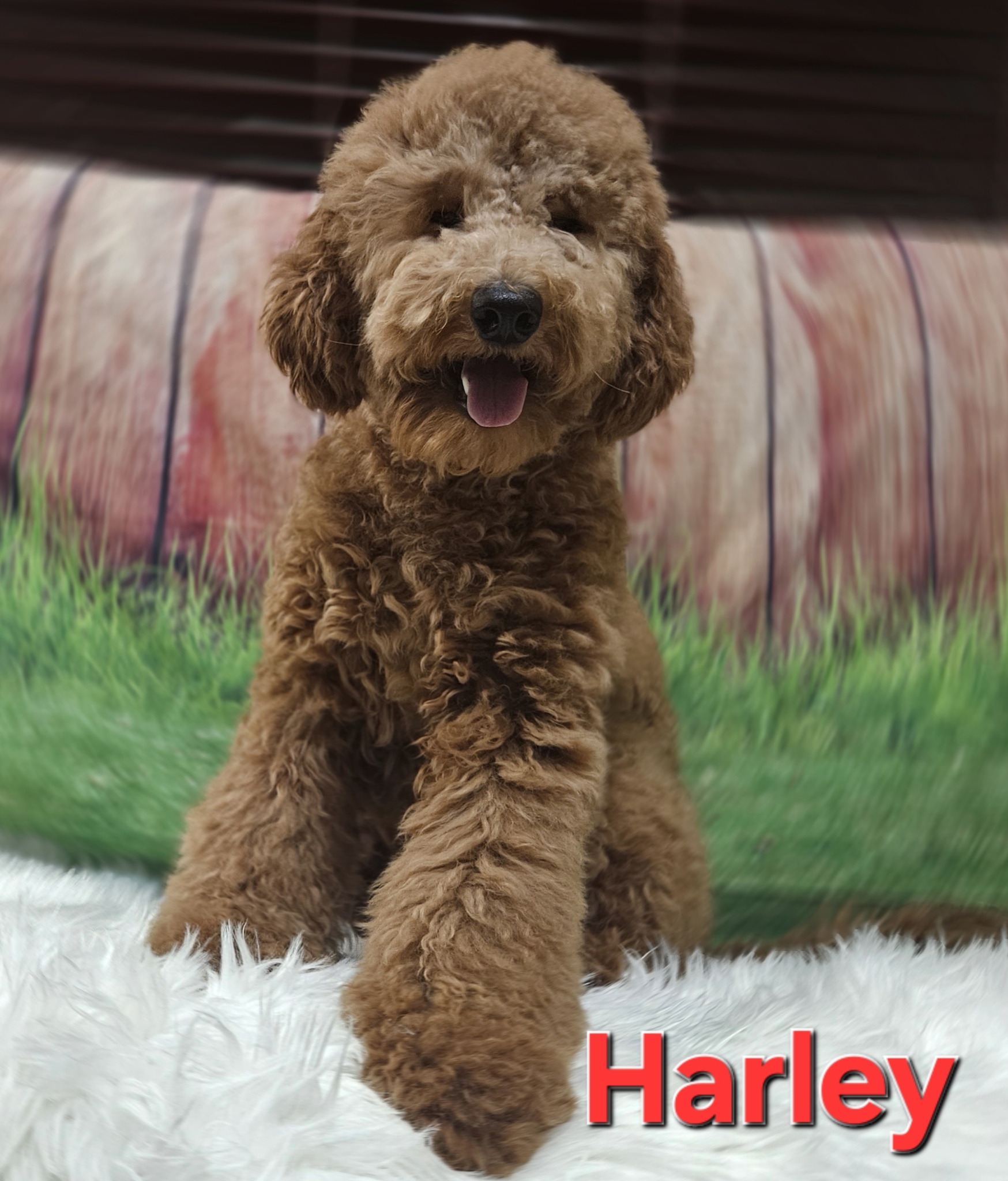 Current litters/Available puppies | Seattle Goldendoodles