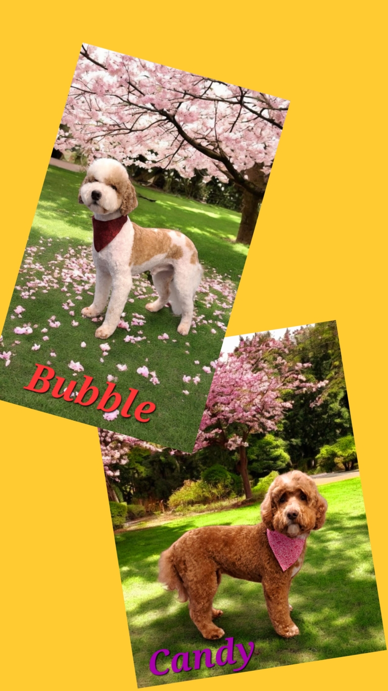 Current litters/Available puppies | Seattle Goldendoodles