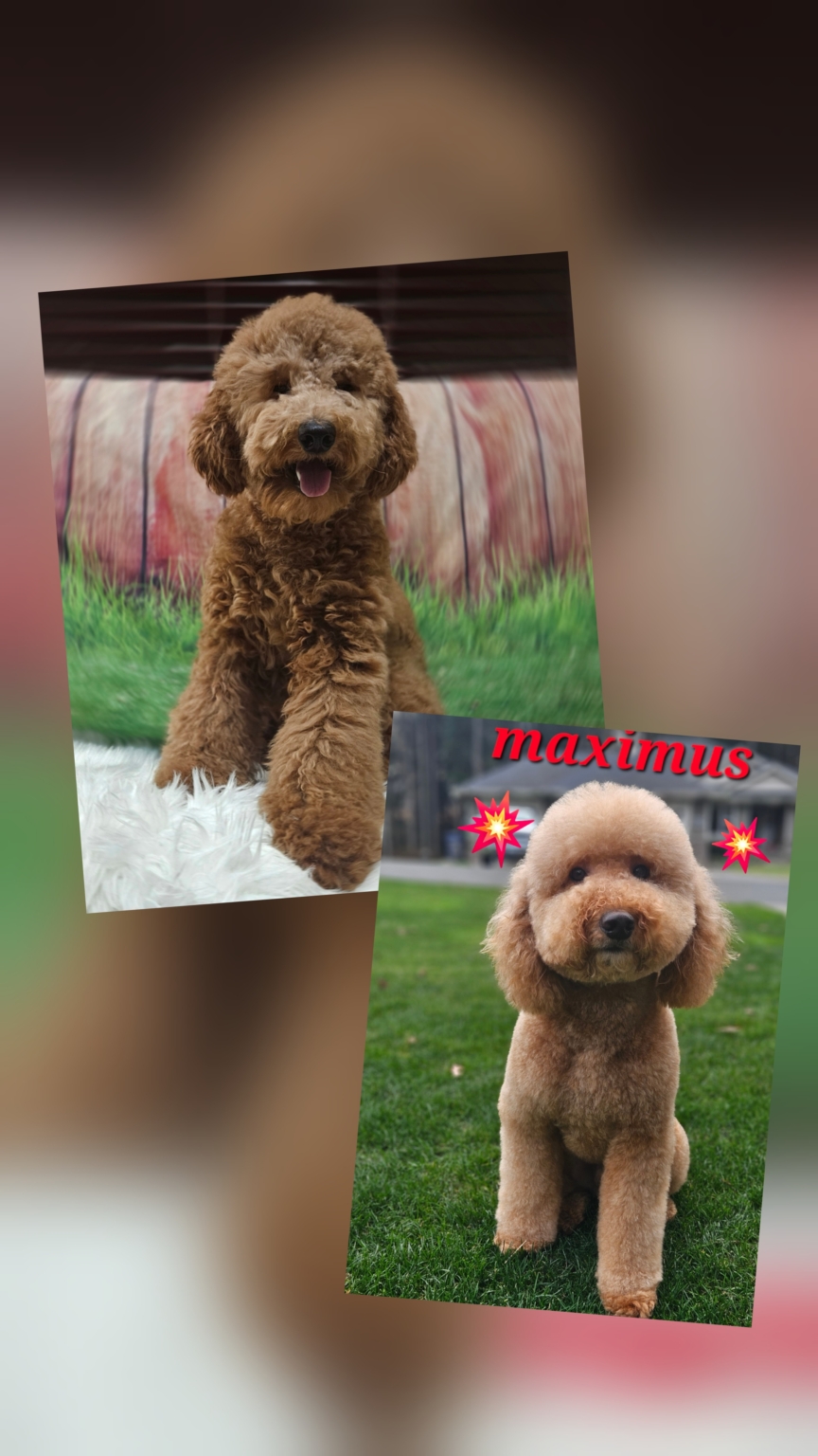 Current litters/Available puppies | Seattle Goldendoodles