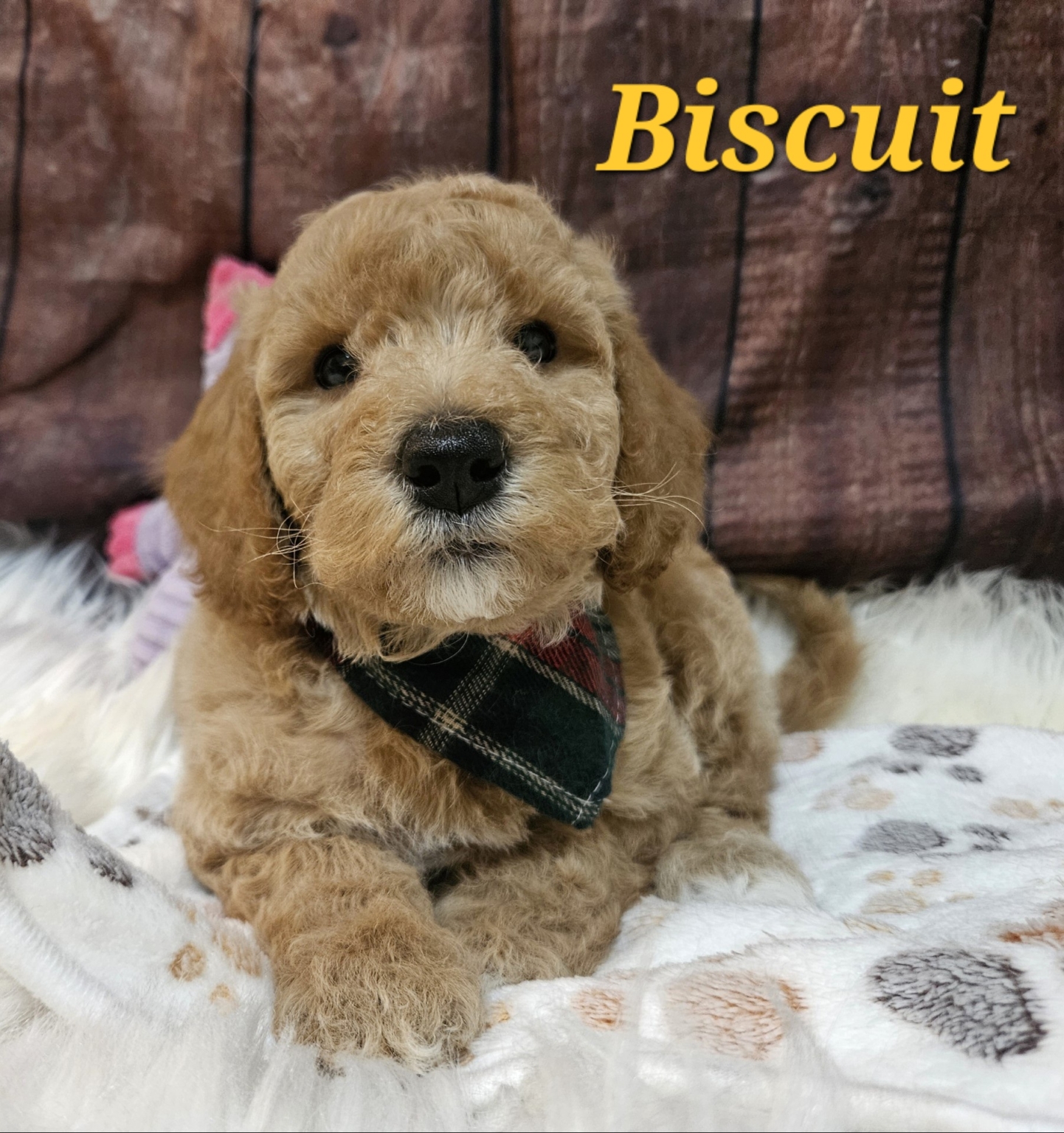 Current litters/Available puppies | Seattle Goldendoodles