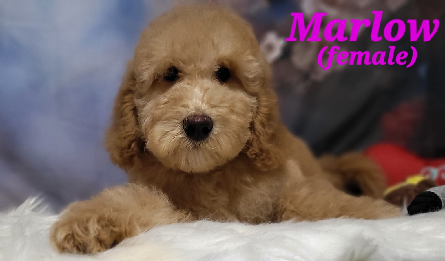 Current litters/Available puppies | Seattle Goldendoodles